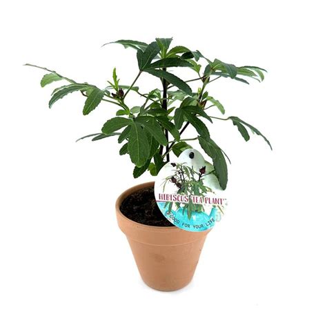 Hibiscus Sabdariffa — Plant Wholesale Floraccess