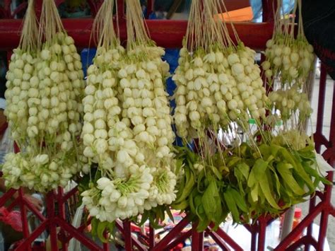 Jasmine Garlands Sampaquita Fragrant Flowers Jasmine Flower Most