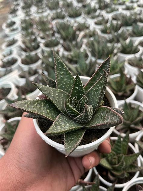 Rattail Crassula Succulent Hub India