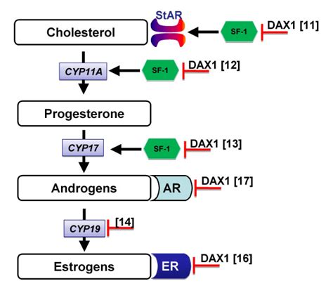 Schematic Representation Of Pathway For The Biosynthesis Of Sexual