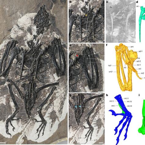 Decoupling The Skull And Skeleton In A Cretaceous Bird With Unique