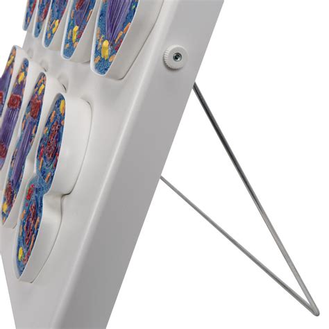Mitosis Model R01 1 1013868 Mammal Cell Division Biology