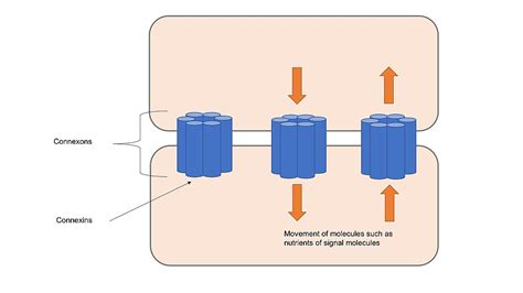 What Is The Difference Between Gap Junctions And Plasmodesmata Compare The Difference Between