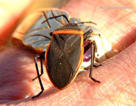 Black And Redorange Stink Bug Largus Californicus Bugguidenet
