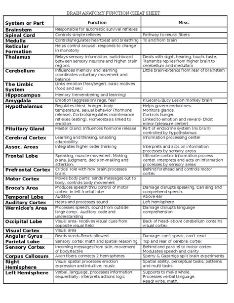 Brain Anatomy Function Cheat Sheet Brain Anatomy Function Cheat Sheet