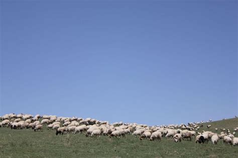 山上的羊群图片最美的羊群图片洁白的羊群图片大山谷图库