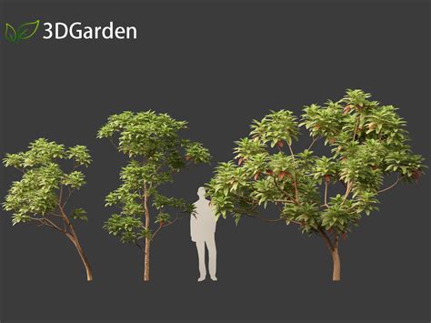 Cinchona Officinalis Quinine 3d Model 3dgardenplants