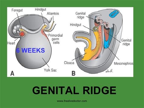 Diseases Of Female Genital System