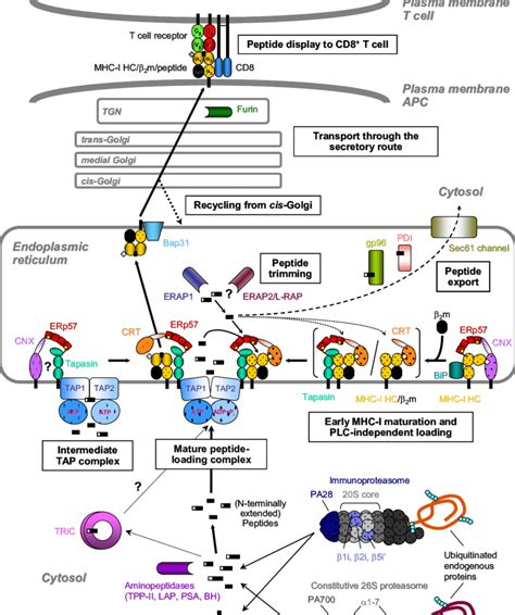 21 Outline Of The Conventional Mhc Class I Antigen Presentation Pathway Download Scientific