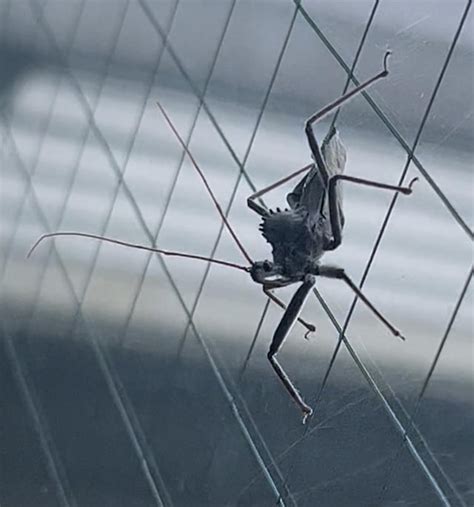 Learned About Wheel Bugs Today After I Spotted This Guy On My Window