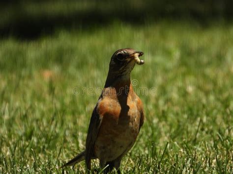 American Robin With Worm In Grass Stock Image Image Of Natural