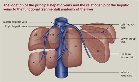 Anatomy Of The Liver Surgery Oxford International Edition
