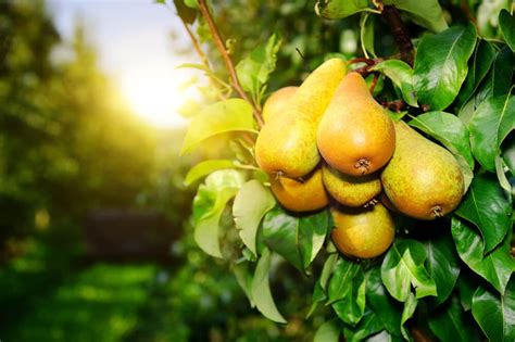 10 Simple Steps How To Grow A Pear Tree The Gardening Dad