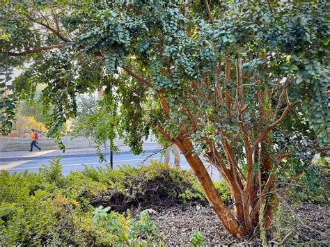 Luma Apiculata Chilean Myrtle Trees Of Stanford And Environs