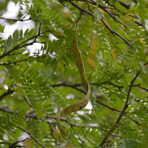 Honey Locust Ontario Ca