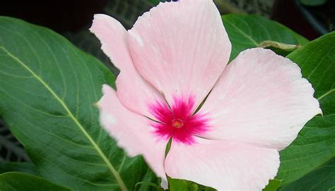 Madagascar Periwinkle Historically Used To Treat Wide Variety Of Diseases