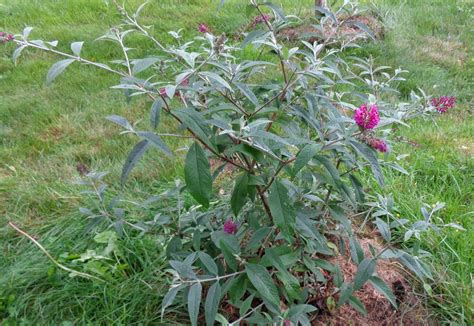 Daniels Pacific Nw Garden Buddleia Progress Report