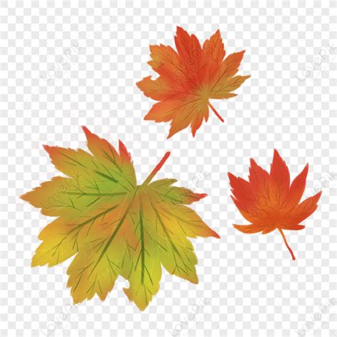 Autumn Maple Leaf Material Autumn Maple Red Maple Png Image Image