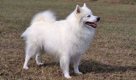 American Eskimo Dog Dog Breed Information Pictures Characteristics