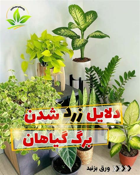 ‎گل و گیاه آپارتمانی سیلور‎ ‎تا حالا مشکل زرد شدن برگ گلهاتو داشتی