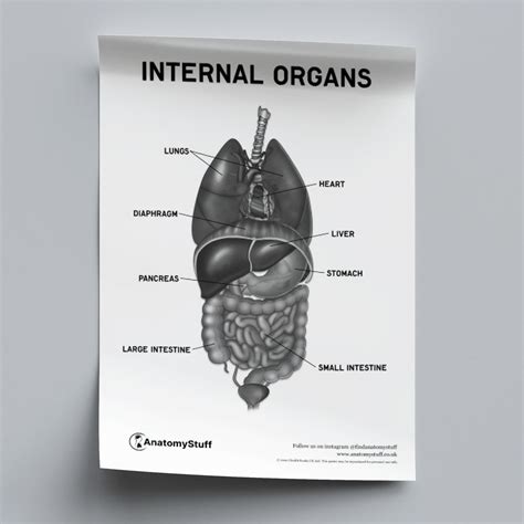 Internal Organs Anatomy Chart