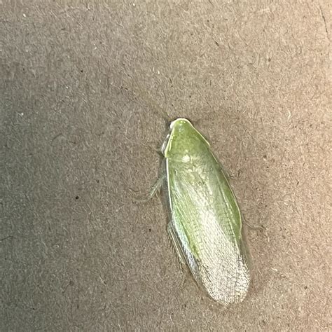Cuban Cockroaches Green Banana Roach Identification Guide