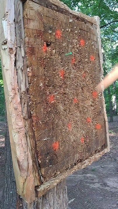 Splitting The Tee With The Queen Of Hearts Raxethrowing