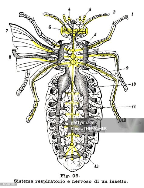 Respiratory System Of An Insect Anatomy Engraving 1899 High Res Vector