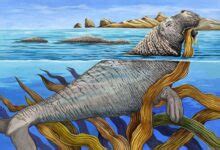 Stellers Sea Cow Hydrodamalis Gigas