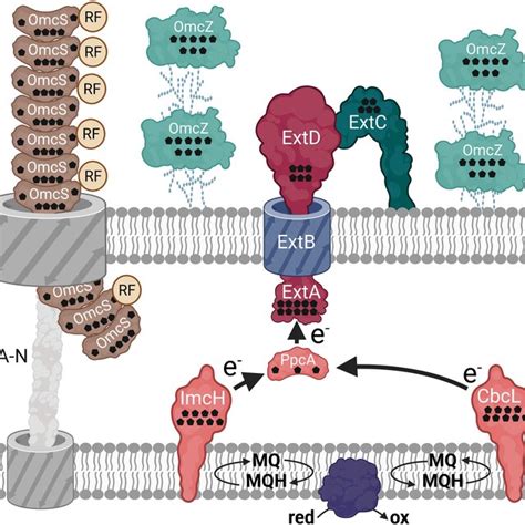 Scheme Of The Protein Network For Extracellular Electron Transfer Eet Download Scientific