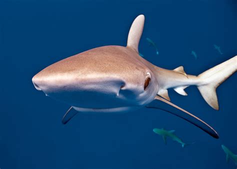 8 Facts About The Galapagos Shark Underwater360