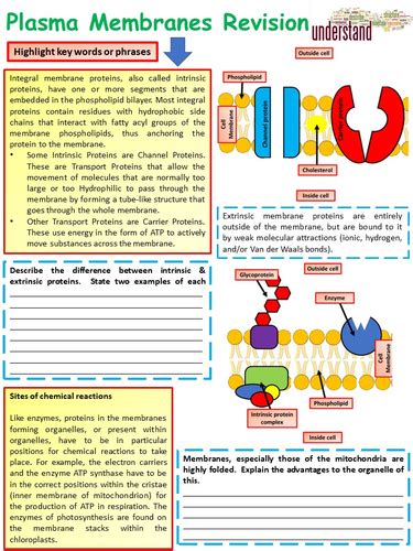 A Level Biology Cell Membrane Revision Workbook Teaching Resources