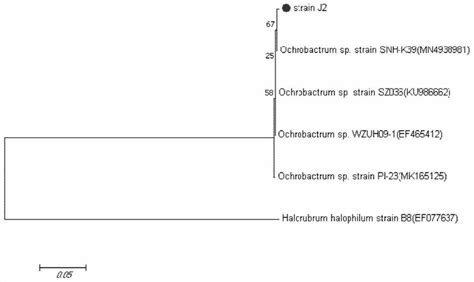 Ochrobactrum J2 Strain And Application Thereof Eureka Patsnap