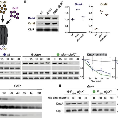 Clpx P Degrades Some Lon Substrates Faster Than Clpxp In Vitro A In Download Scientific