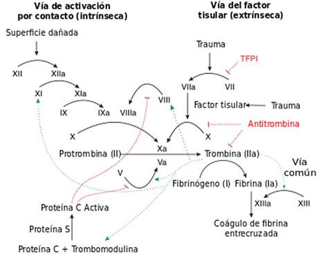 Br El FisiÓlogo Cascaca De La CoagulaciÓn Los Factores De Coagulación Se Encuentran En El
