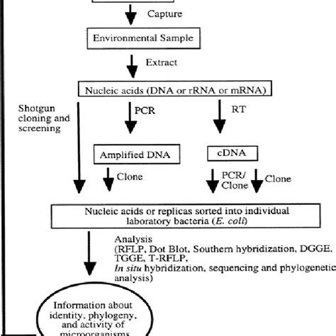 The Flow Chart Of T Rflp Analysis Technology The Picture Is From