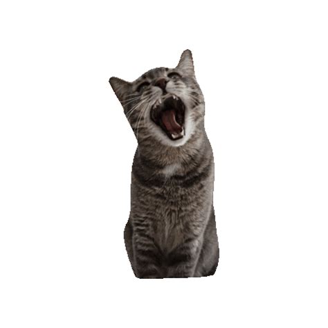 Cat Yawning Cat Yawning