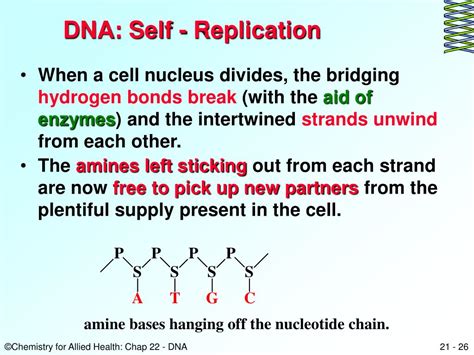 Ppt Nucleic Acids Powerpoint Presentation Free Download Id5754357
