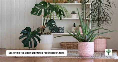 How To Care For Indoor Plants The Garden Style