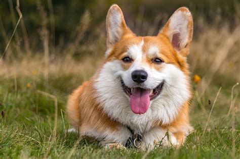 9 Dog Breeds That You Should Never Play Rough With Doggodigest