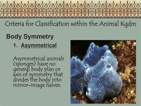6 Kingdoms Of Life Sol Bio 5 A F Ppt Download