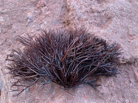 Furcellaria Lumbricalis From Prince Prince Edward Island Canada On