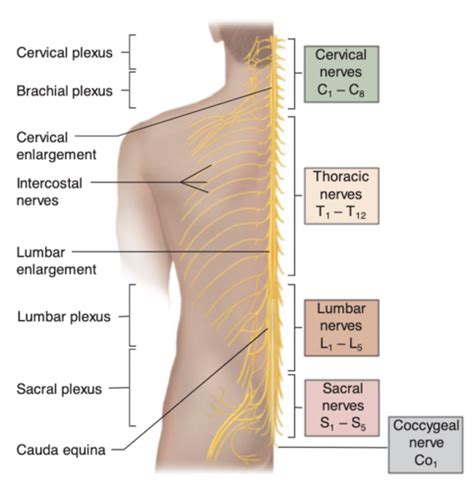 Nerve Plexus And Spinal Nerves Flashcards Quizlet