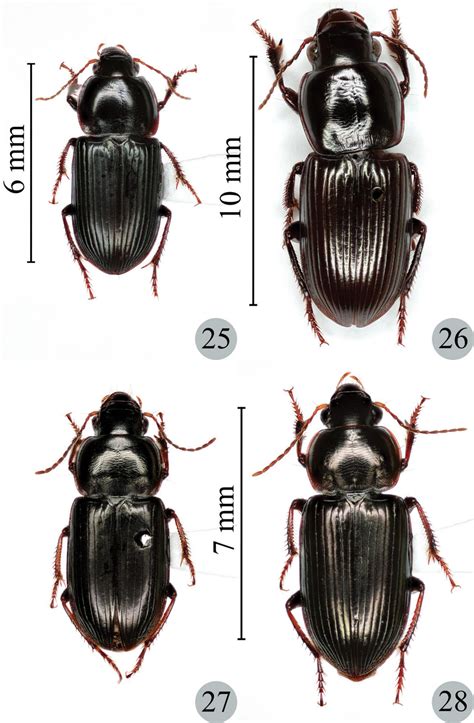 A Taxonomic Revision Of The New World Genus Discoderus Leconte 1853
