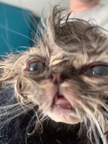 Cat Wet Meme Cat Wet Löydä Ja Jaa Ejä