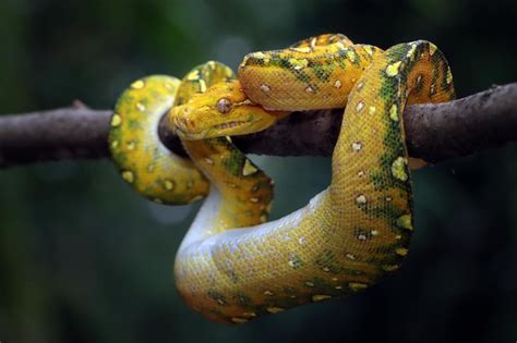 Free Photo Green Tree Python Juvenile Closeup On Branch With Black Background Green Tree