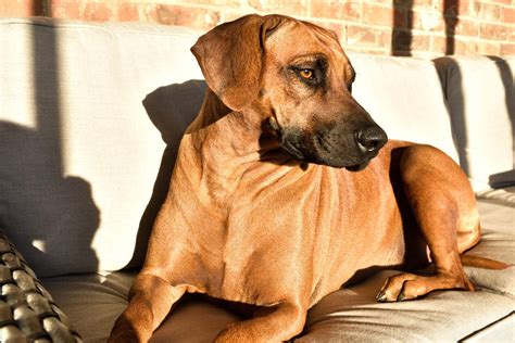 Rhodesian Ridgeback Austin Ivy Rhodesian Ridgeback Breeder Texas