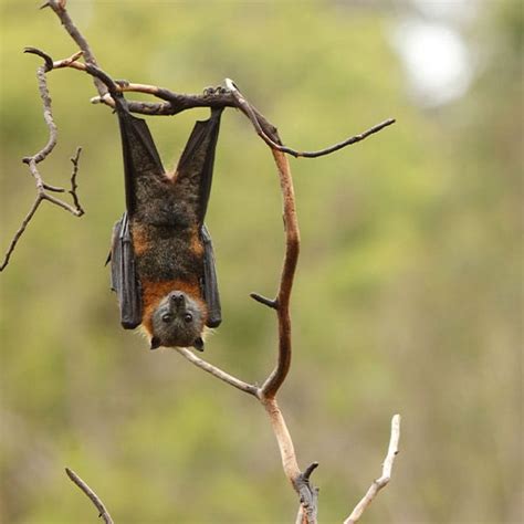 Bat Removal In Vancouver Bc All Green Pest Control