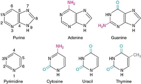 Purine Structure Numbered