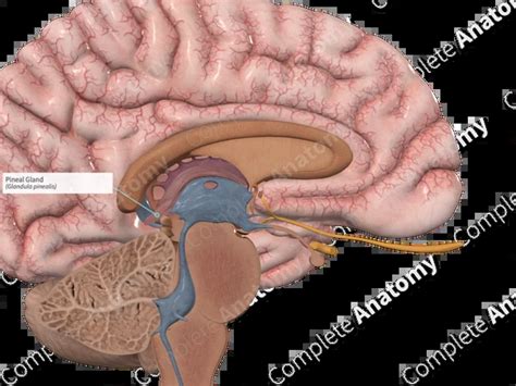 Pineal Gland Melatonin — Newest Neuroscience Articles — Brain
